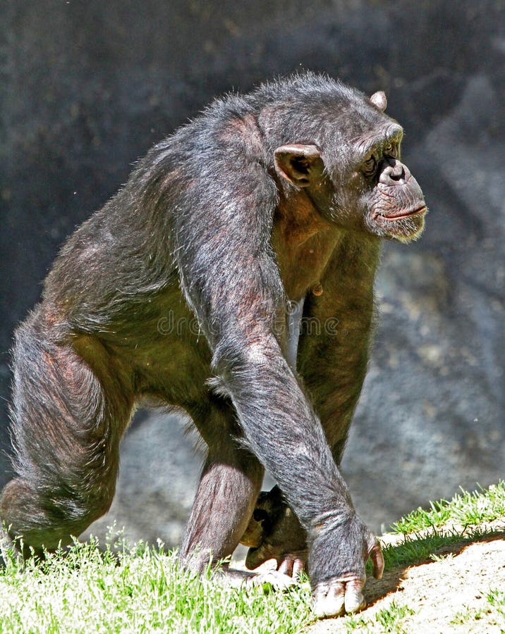 Chimp Walking stock photo. Image of walks, habitat, chimpanzees - 27430132