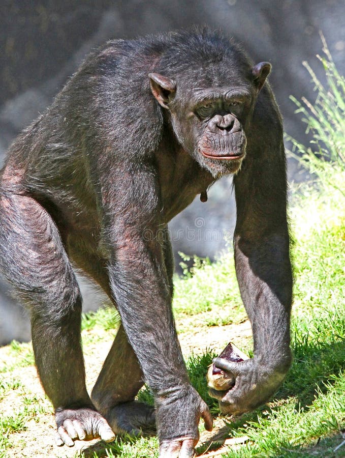 Chimpanzee stock photo. Image of shadow, female, furry - 43246094