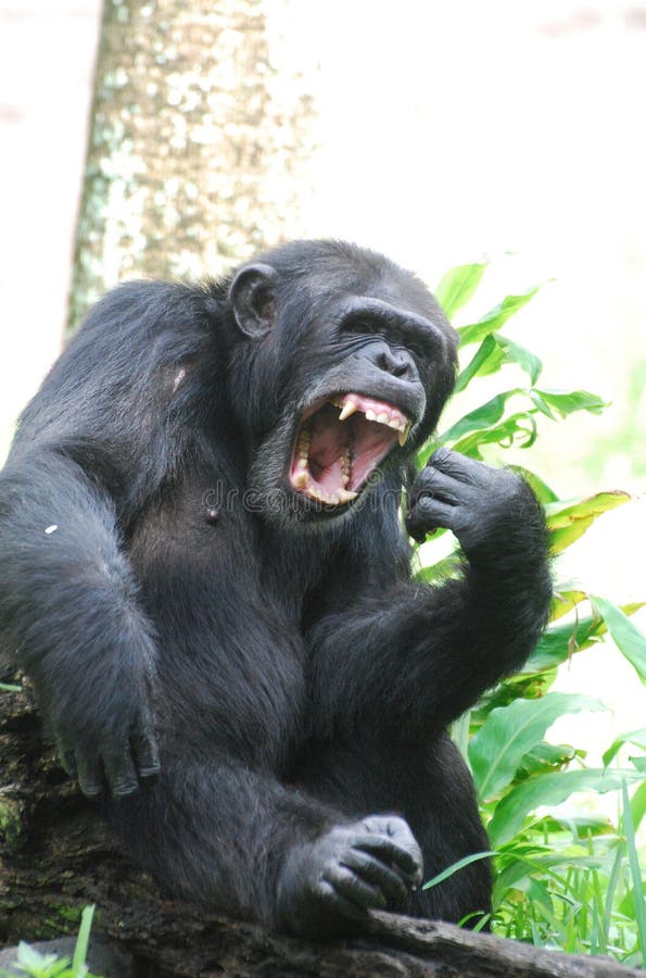 310 Chimpanzee Mouth Open Stock Photos - Free & Royalty-Free Stock ...