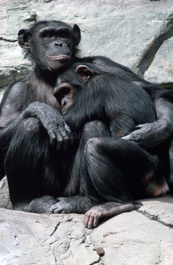 Two cute chimpanzees stock photo. Image of primate, animal - 9709524