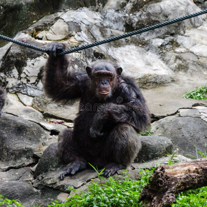 Chimpanzee holding rope stock image. Image of funny, safari - 35454639