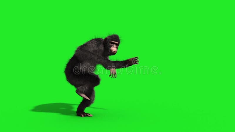 Chimpanzee House Dance Dancer Green Screen 3D Rendering Animation ...