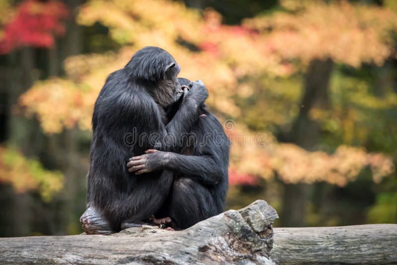 Chimpanzee Hug II Stock Photo - Image: 51993117