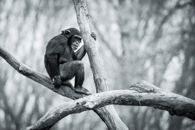 Chimpanzee Hug II stock image. Image of mother, chimpanzee - 51993117