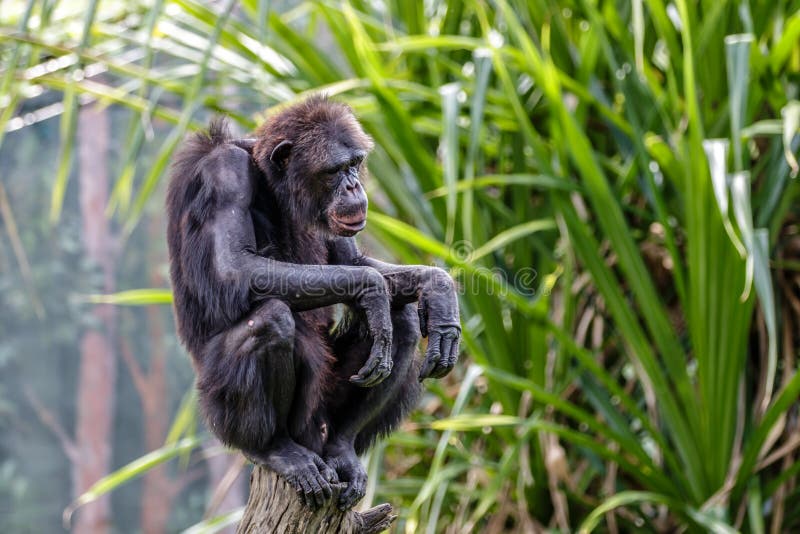 Chimpanzee stock photo. Image of forest, green, chimpanzee - 76233938