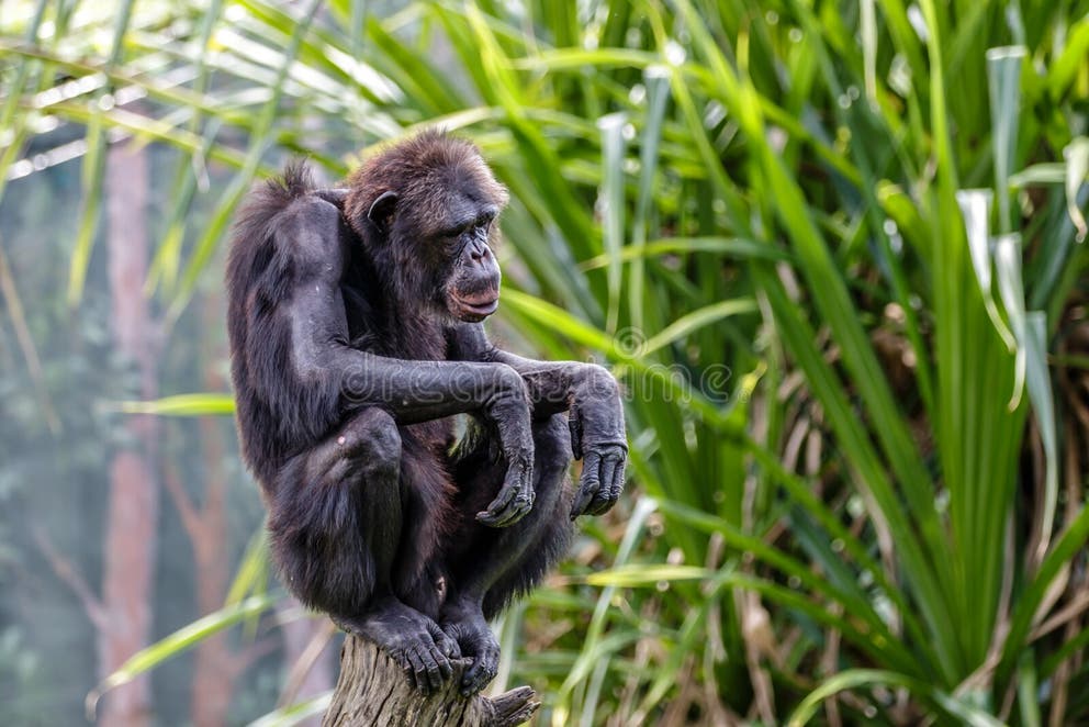 Chimpanzee stock photo. Image of forest, green, chimpanzee - 76233938