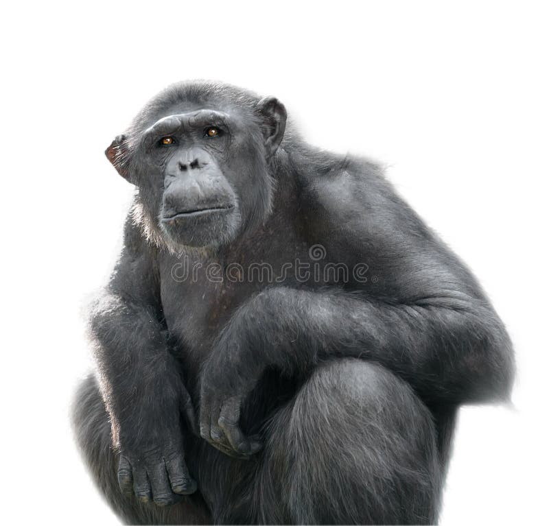 Chimpanzee Looking Up in Surprise Stock Photo - Image of looking, black ...