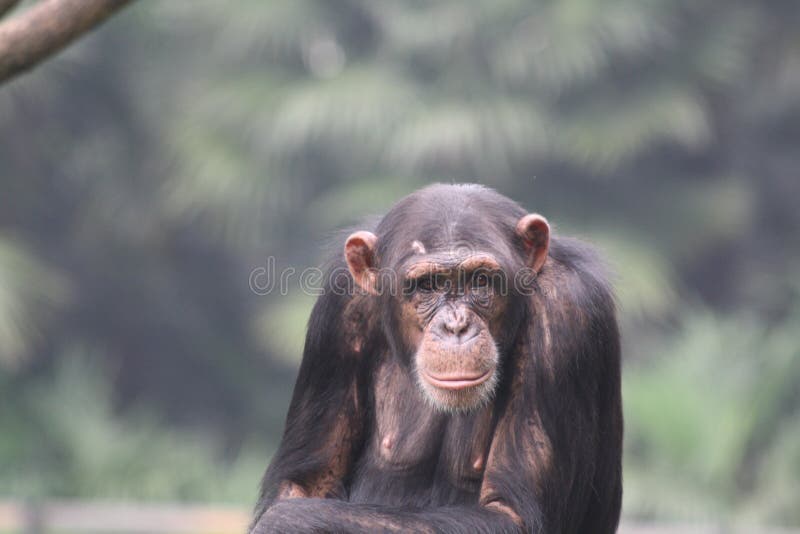 Chimpanzee stock image. Image of alert, cousin, relations - 55979781