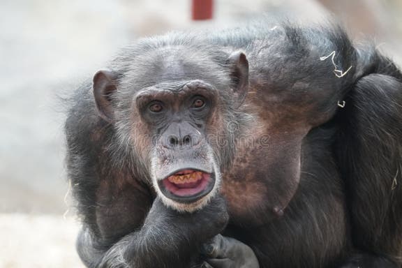 Chimpanzee looking out stock photo. Image of great, mammal - 387968870