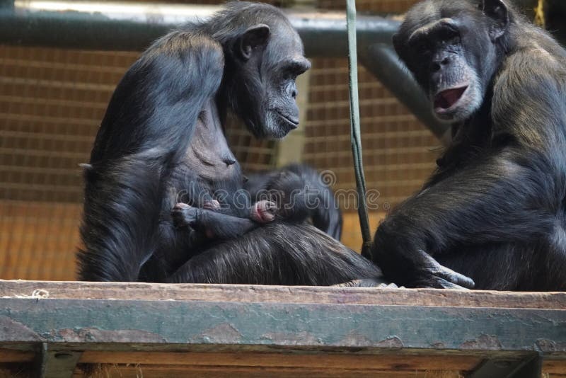 Chimpanzee looking out stock image. Image of great, chimp - 264506603