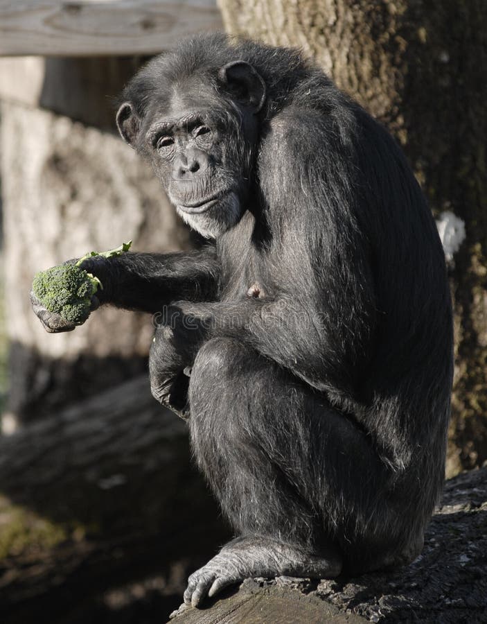 Chimpanzee Looking at You stock photo. Image of camera - 8197964