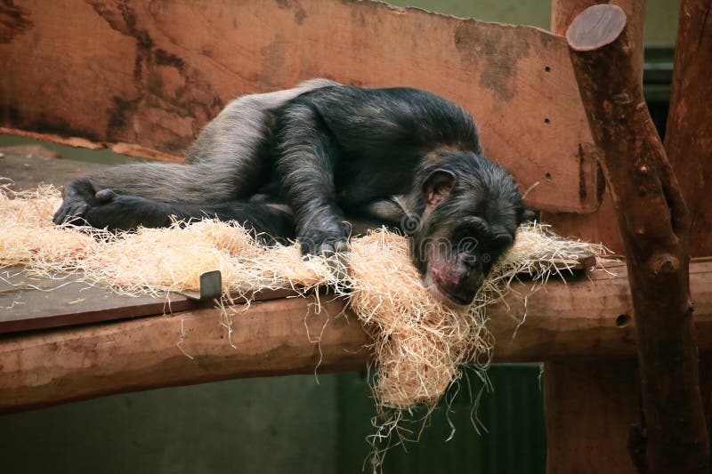 Chimpanzee Lying Sadly and Bored on a Heap of Straw Stock Image - Image ...