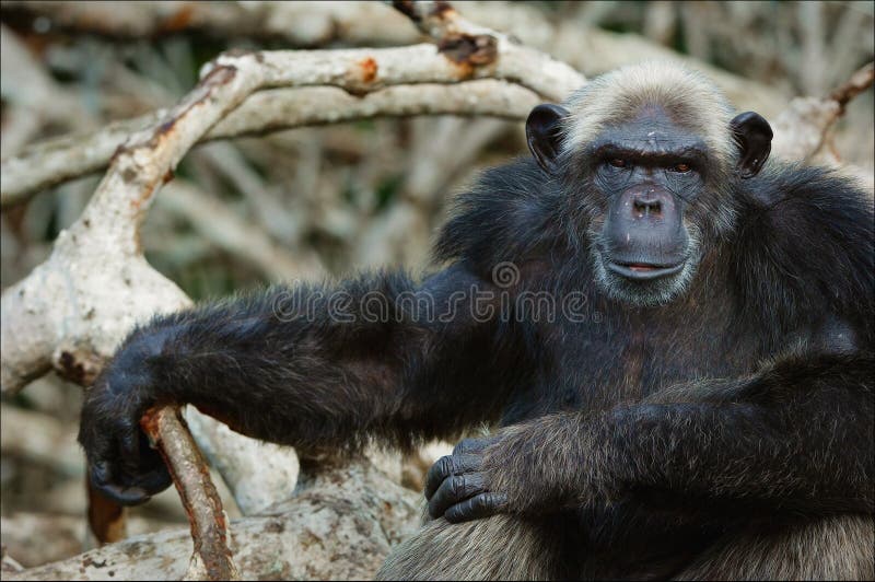 Chimp using a stick stock photo. Image of action, hands - 1715872