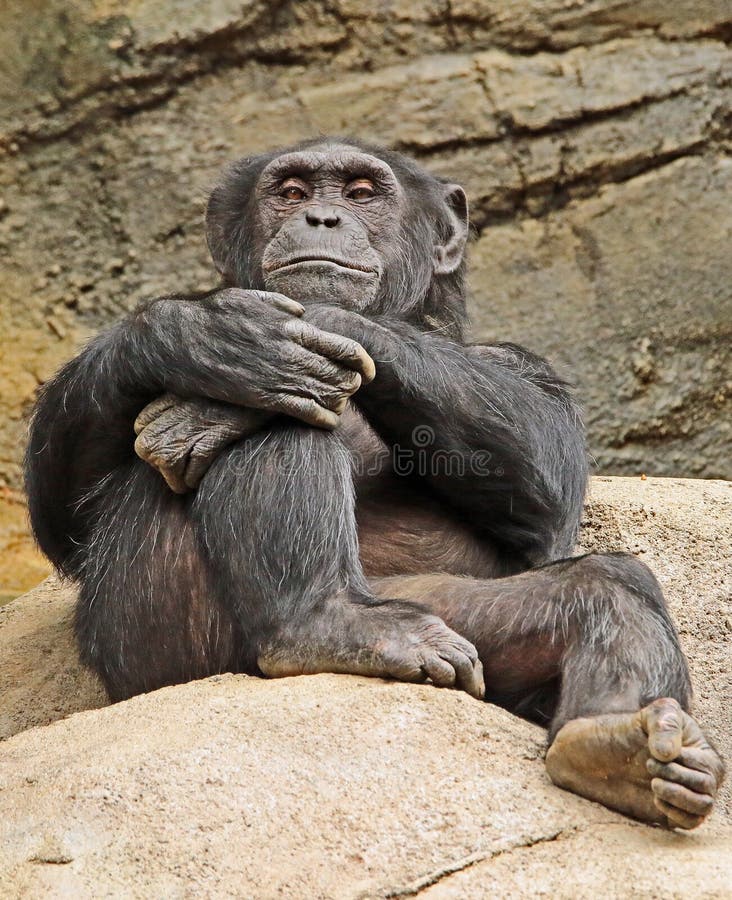 Chimpanzee stock photo. Image of face, brown, lazy, furry - 73564532