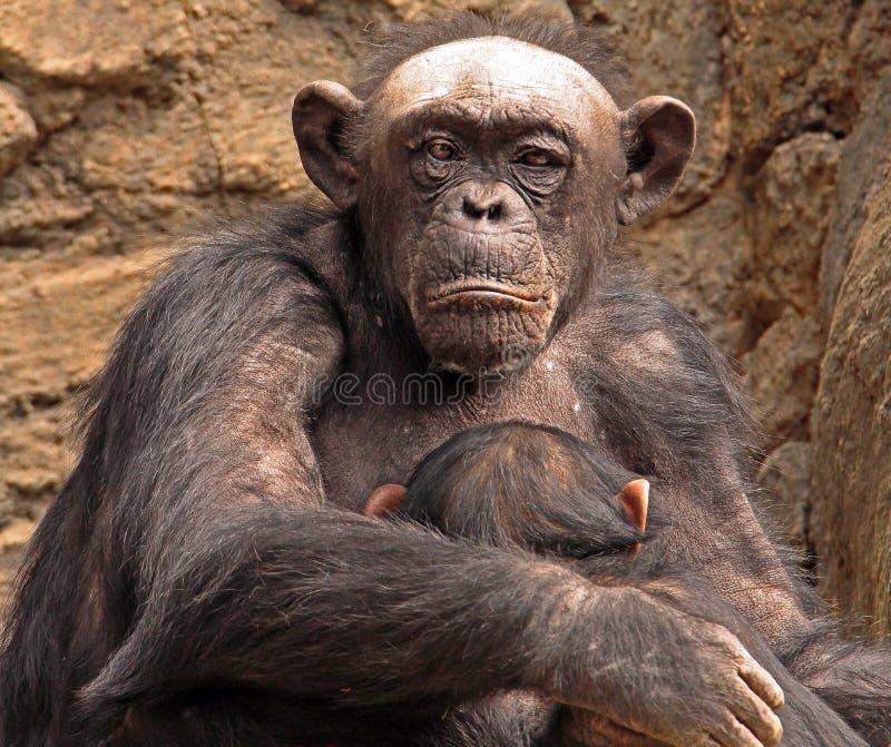 Chimpanzee stock image. Image of chimps, cute, interacting - 75022895