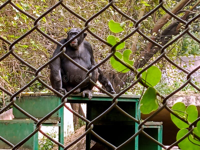 Chimpanzee Monkey in a Cage at the Zoo Stock Photo - Image of hairy, mammal: 287559164