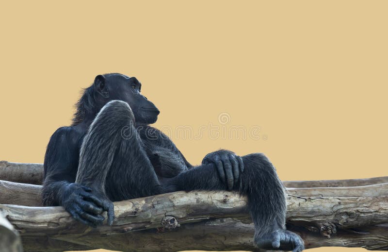 Chimpanzee monkey sitting stock image. Image of wild - 185666795
