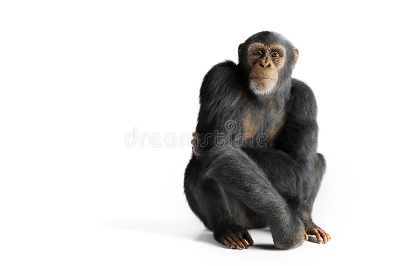 Chimpanzee Monkey Isolated on White Stock Photo - Image of monkey ...
