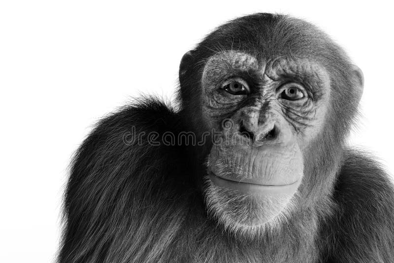 Chimpanzee Monkey Isolated on White Stock Photo - Image of shot ...