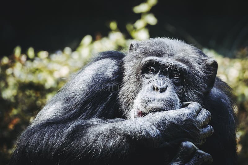 Chimpanzee Monkey or Pan Troglodyte Stock Image - Image of face ...