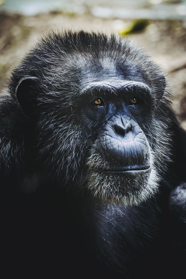 Chimpanzee Monkey or Pan Troglodyte Stock Photo - Image of monkey ...