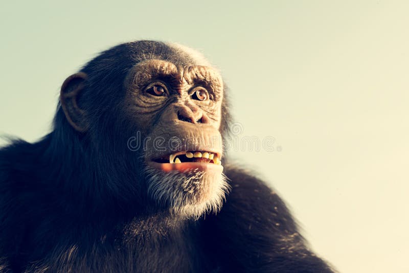 Chimpanzee monkey portrait stock illustration. Illustration of eyes ...