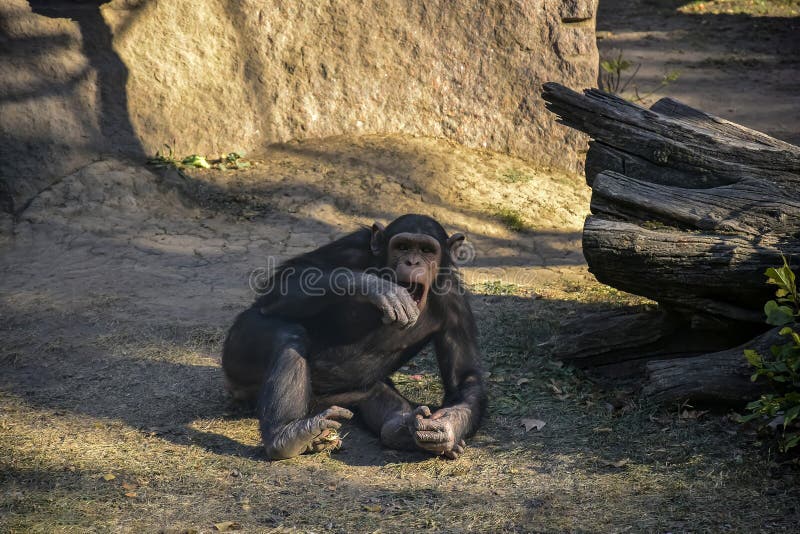 Chimpanzee Monkey Settled in the Shade of the Trees and Covered Its ...