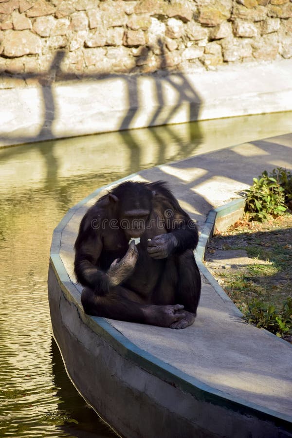 Chimpanzee Monkey Sitting in Shade of Trees and Eats Bread Thoughtfully ...