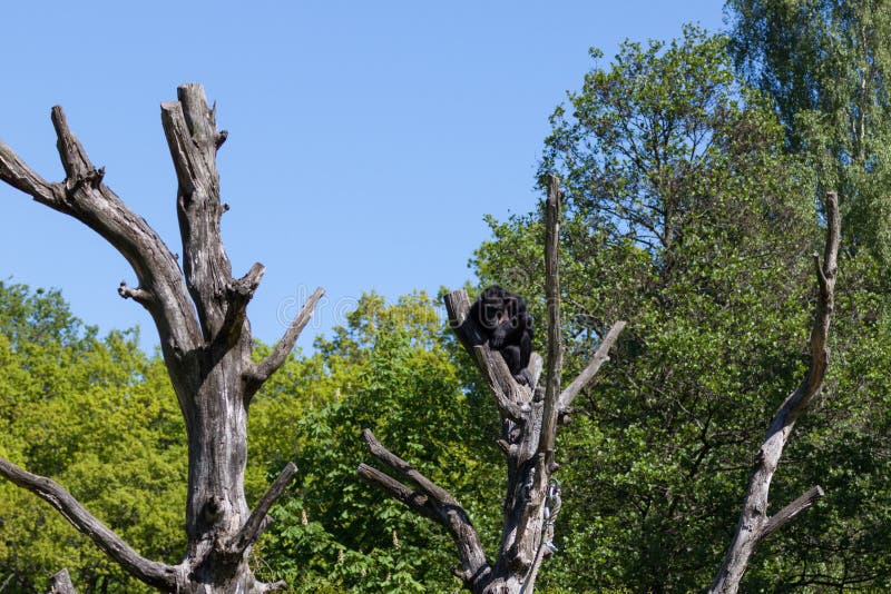 Chimpanzee Monkey on a Tree Over Blue Sky Stock Photo - Image of smart ...