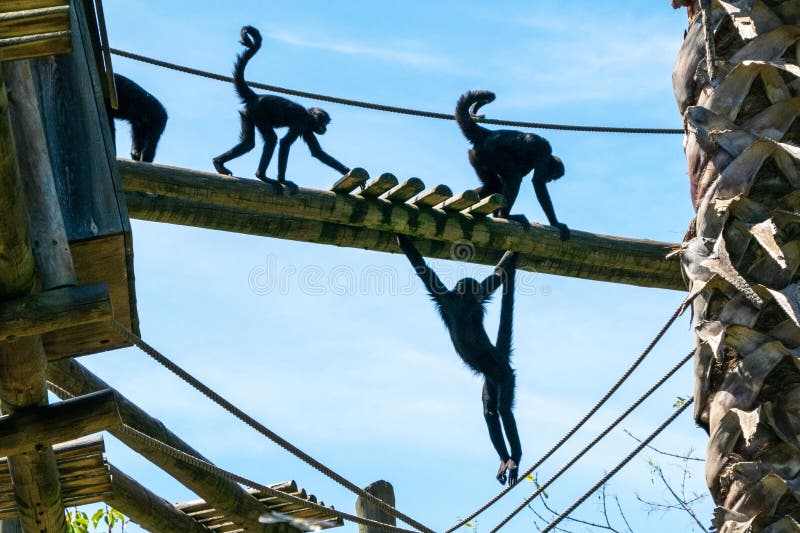 Chimpanzee Monkeys Hanging on a Rope in a Zoo Stock Photo - Image of ...