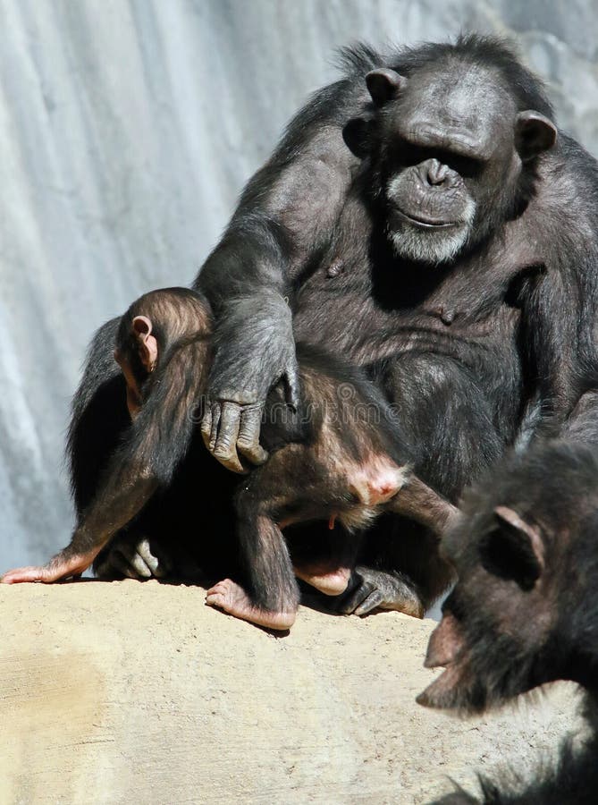 Chimpanzee stock image. Image of hand, brown, group, female - 67214765