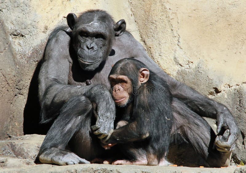 1,536 Baby Chimp Photos - Free & Royalty-Free Stock Photos from Dreamstime