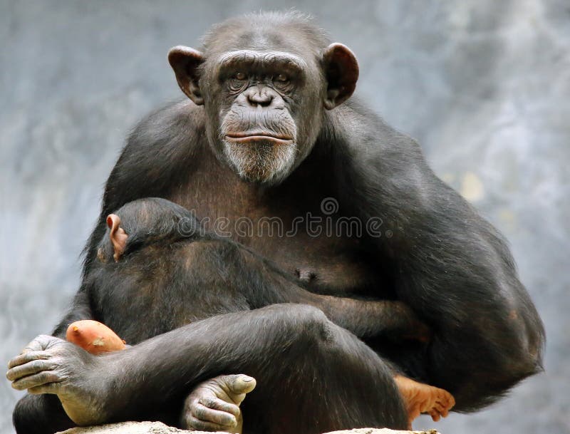 Chimpanzee stock photo. Image of bonding, wildlife, asleep - 75690966