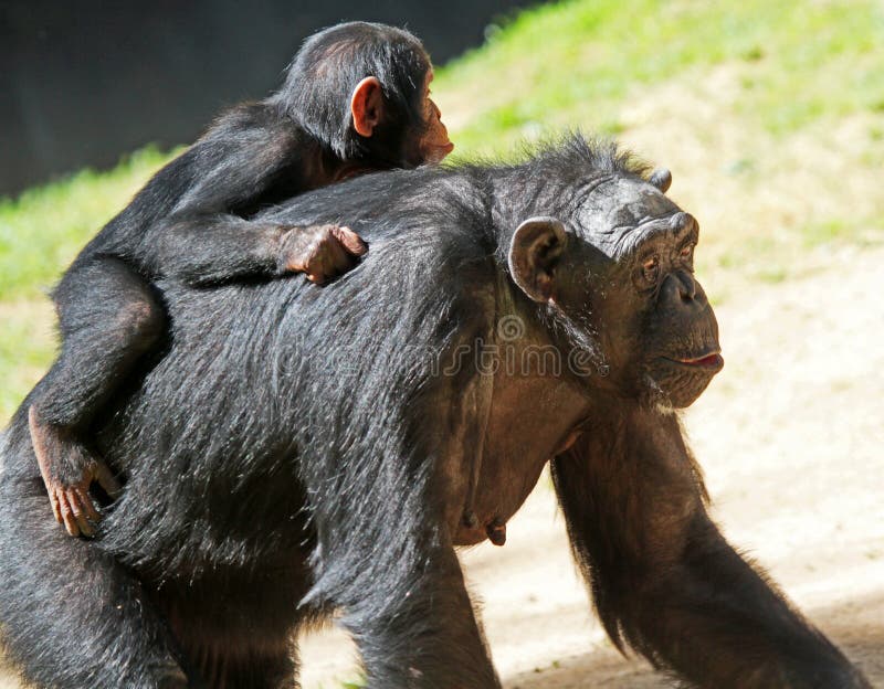 Chimpanzee stock image. Image of dozes, primate, monkey - 43245319