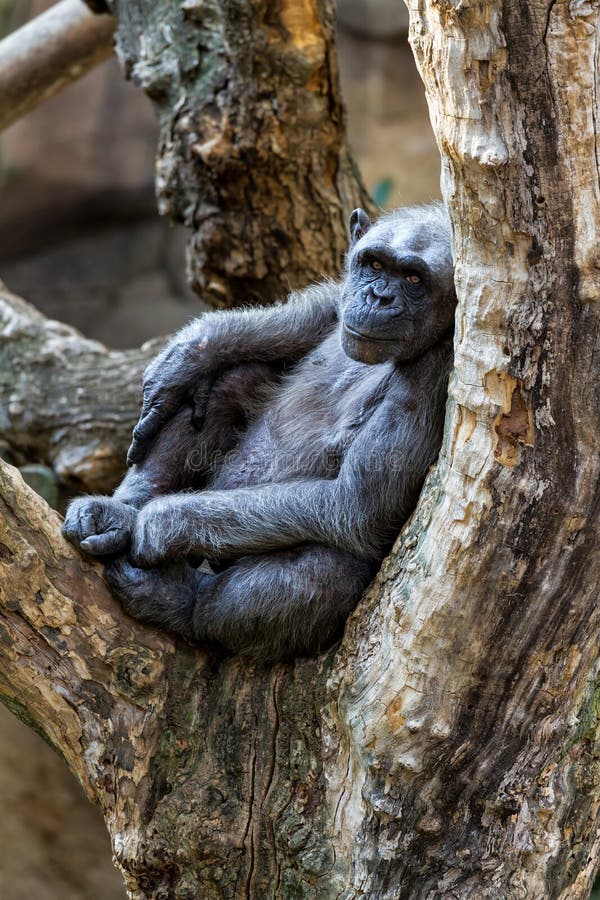 Bald Chimp Stock Photos - Free & Royalty-Free Stock Photos from Dreamstime