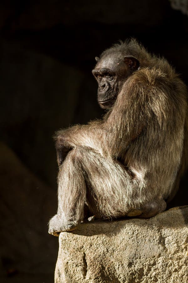 Bald Chimpanzee Old Stock Photos - Free & Royalty-Free Stock Photos ...