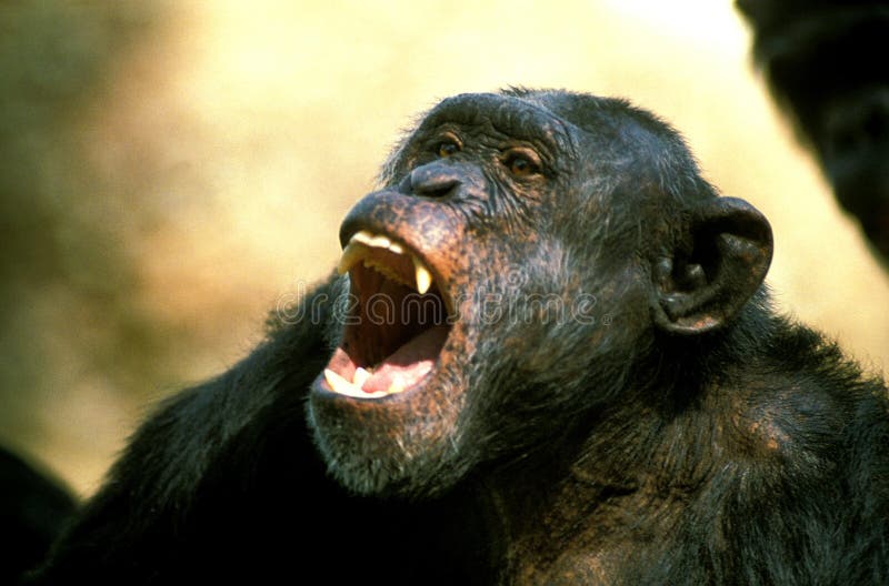Chimpanzee, Pan Troglodytes, Adult Calling Stock Image - Image of ...