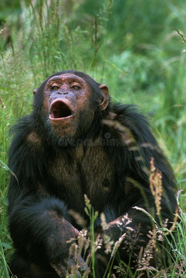 496 Chimpanzee Front View Stock Photos - Free & Royalty-Free Stock ...