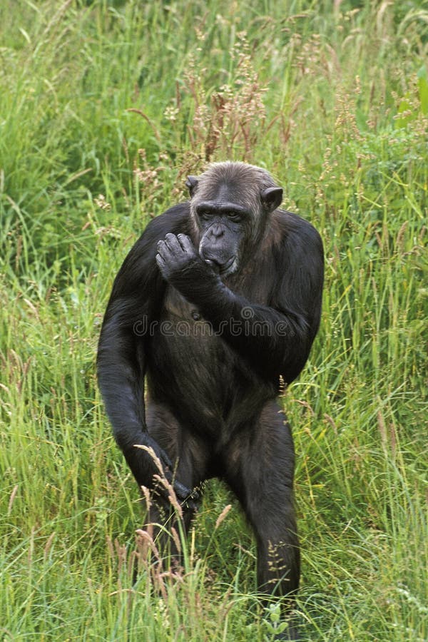 Chimpanzee Thumb Stock Photos - Free & Royalty-Free Stock Photos from ...
