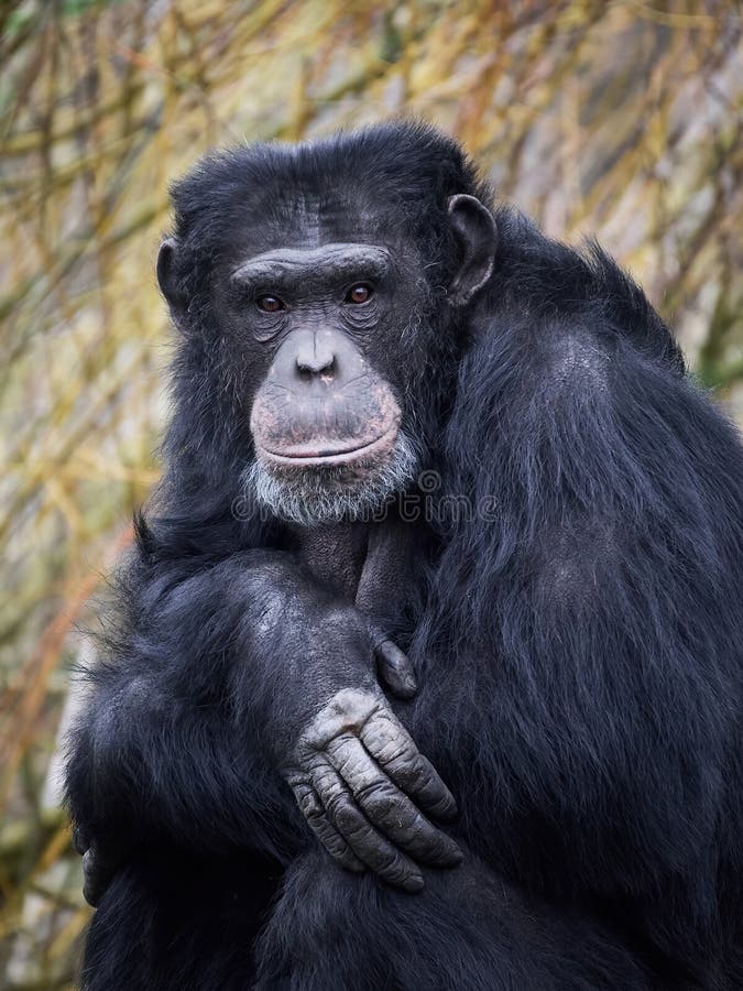 Chimpanzee (Pan Troglodytes Stock Image - Image of wild, wilderness ...