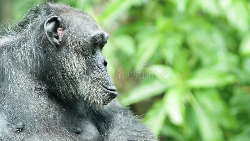 Chimpanzee Side View Stock Photos - Free & Royalty-Free Stock Photos ...