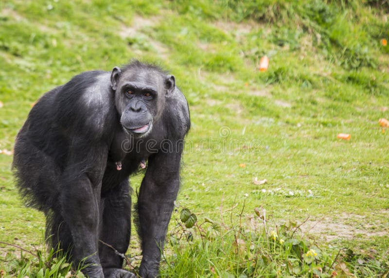 Chimpanzee Side View Stock Photos - Free & Royalty-Free Stock Photos ...