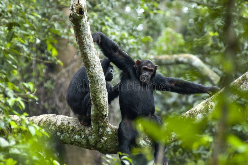 Chimpanzee, Pan Troglodytes Stock Image - Image of environment, birding ...