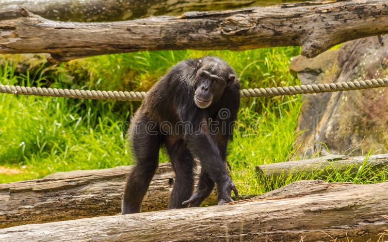 Chimpanzee Bipedal Stock Photos - Free & Royalty-Free Stock Photos from ...