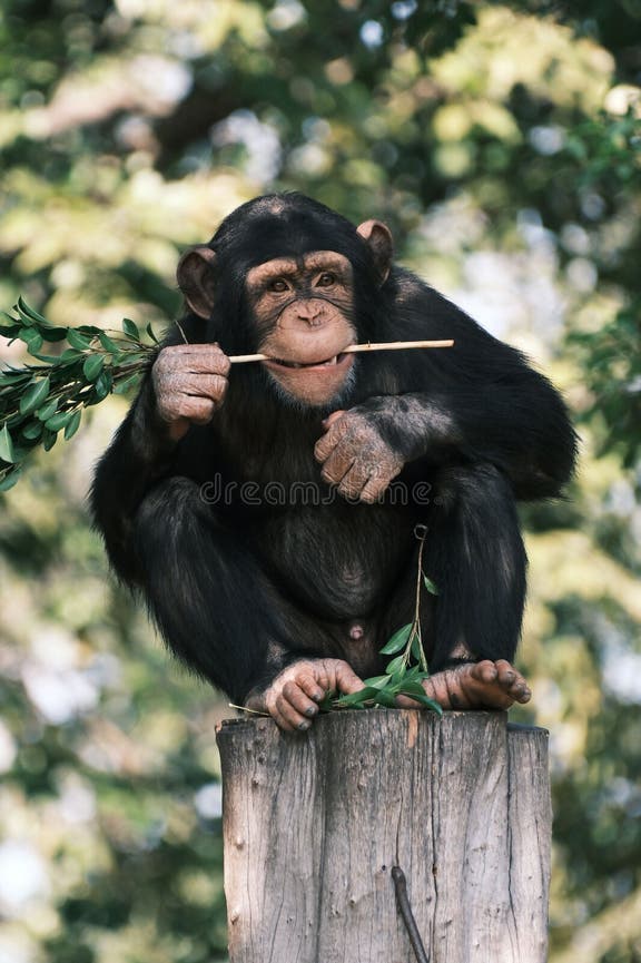Chimpanzee Perched on a Tree Log, Snacking on Foliage Stock Photo ...
