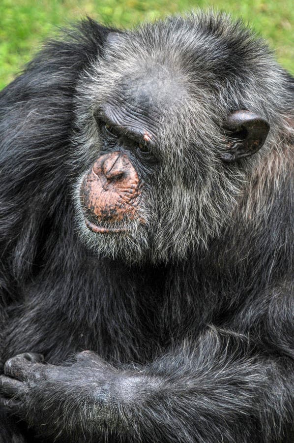 A Chimpanzee Playing on the Grass Editorial Image - Image of gorilla ...