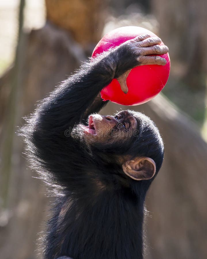 Chimpanzee Playing with a Red Ball Stock Image - Image of happy ...