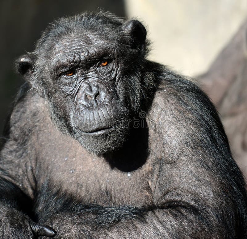 Chimpanzee portrait stock image. Image of eating, natural - 146627099