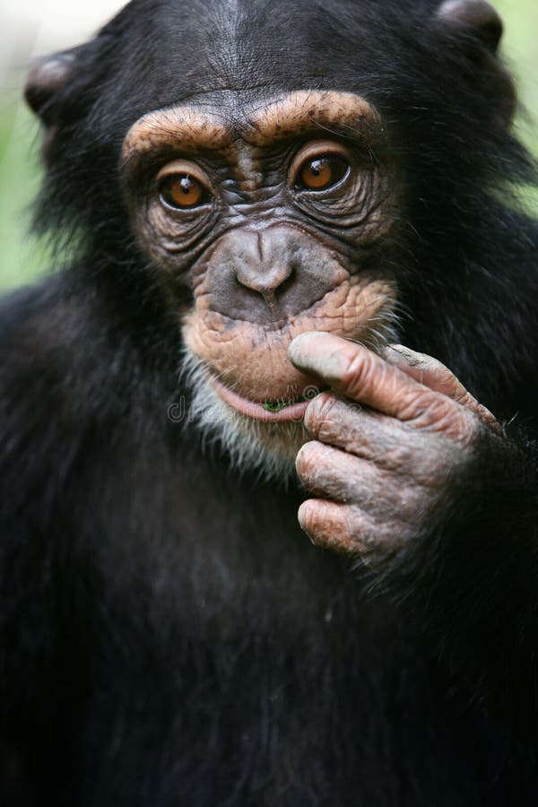 Chimpanzee Portrait stock photo. Image of wild, africa - 15155682