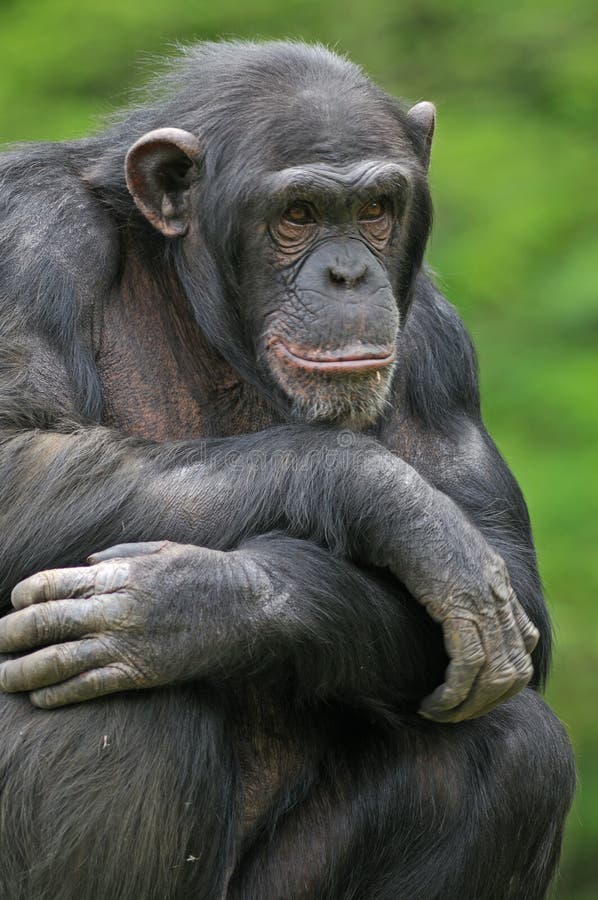 Chimpanzee Portrait stock photo. Image of relax, nature - 5388984